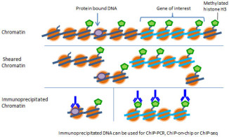 Chromatin Remodeling | What is Epigenetics?