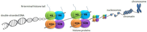 Histone Modifications | What is Epigenetics?
