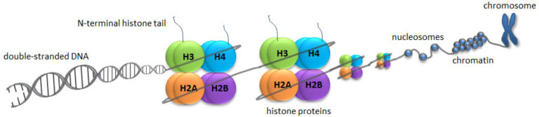Histone Modifications | What is Epigenetics?