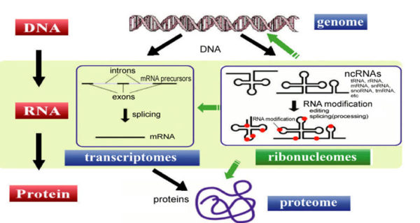 Non-Coding RNA | What is Epigenetics?