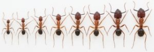 DNA Methylation Influences Continuous Variation in Ant Worker Size ...