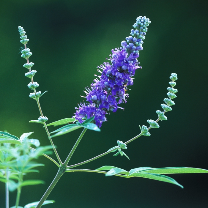 Casticin Found Naturally in Fruits May Epigenetically Fight Off Stomach ...