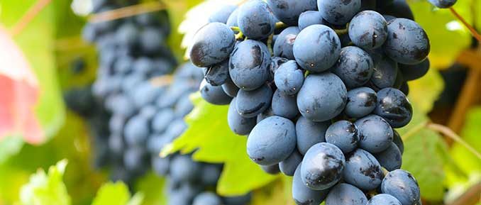 Natural Compounds in Grapes Could Lead Us to An Epigenetic Treatment ... Natural Compounds in Grapes Could Lead Us to An Epigenetic Treatment ...