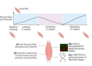 Muscles ‘Remember’ Previous Exercise in the Form of Epigenetic Tags