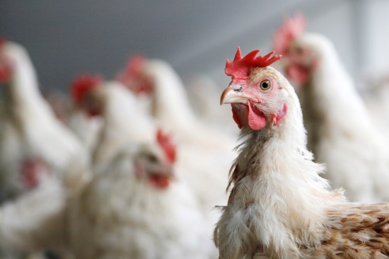 How Epigenetics is Improving Our Understanding of Domestication in ...