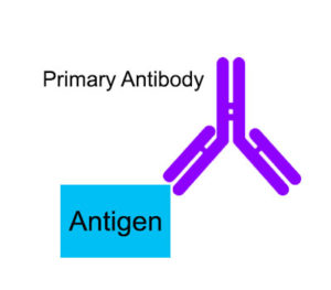 How to Choose an Antibody: For Beginners | What is Epigenetics?