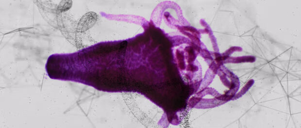 mRNA Stability Is Regulated By Dynamic m6A RNA Methylation | What is ...