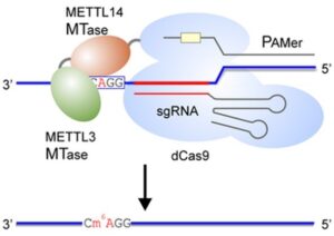 m6A Editing: Harnessing CRISPR-Cas for Programmable RNA Modification | What is Epigenetics?