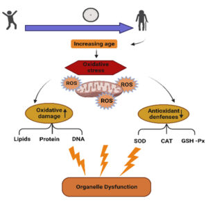 Preventing Skin Aging: Epigenetics-Targeted Antioxidants in Skincare | What is Epigenetics?